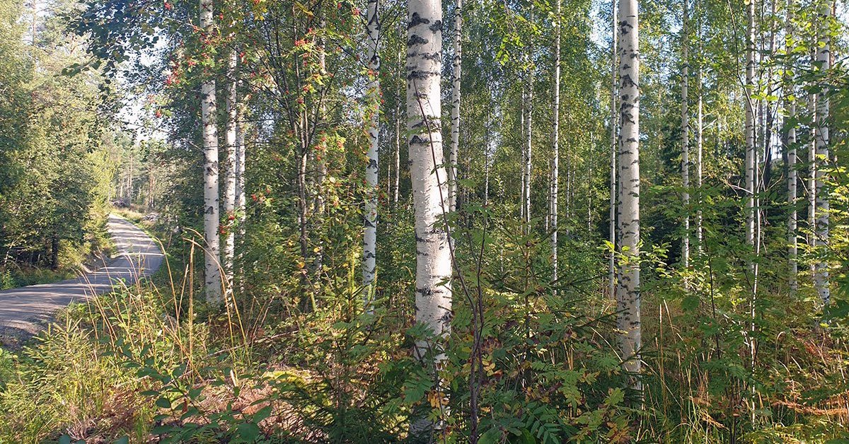 5 syytä kasvattaa rauduskoivua - Metsään-lehti